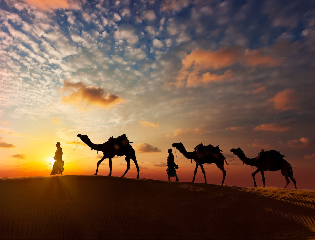 More Interesting Facts about Camels | Spectrum Care Plus